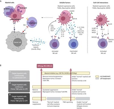 Frontiers | Therapeutic Approaches Targeting the Natural Killer-Myeloid Cell Axis in the Tumor ...